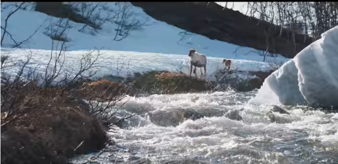 Ailo Un'avventura tra i ghiacci - Messaggero dei Ragazzi